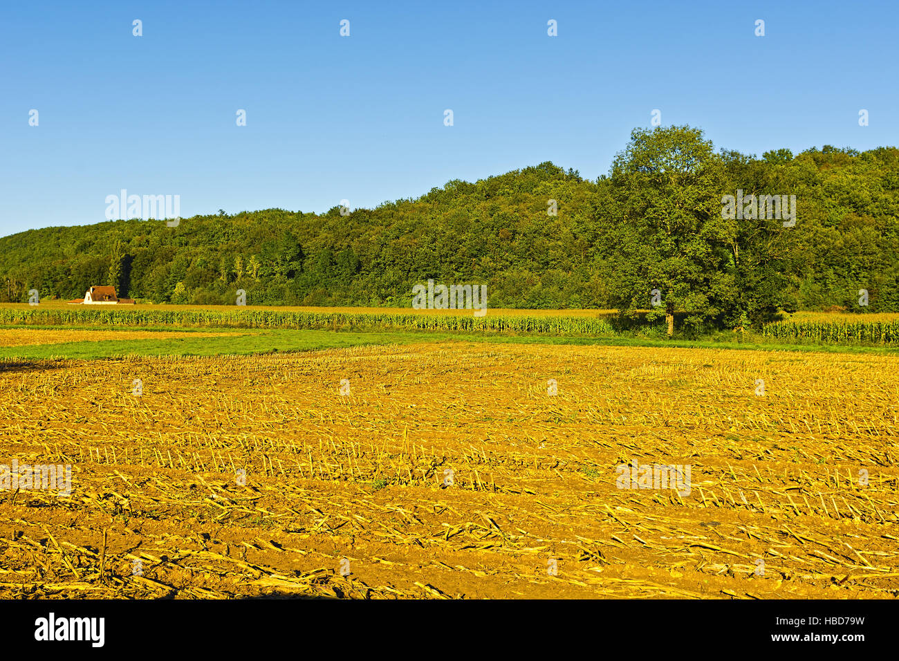Stubble after corn harvest hi-res stock photography and images - Alamy