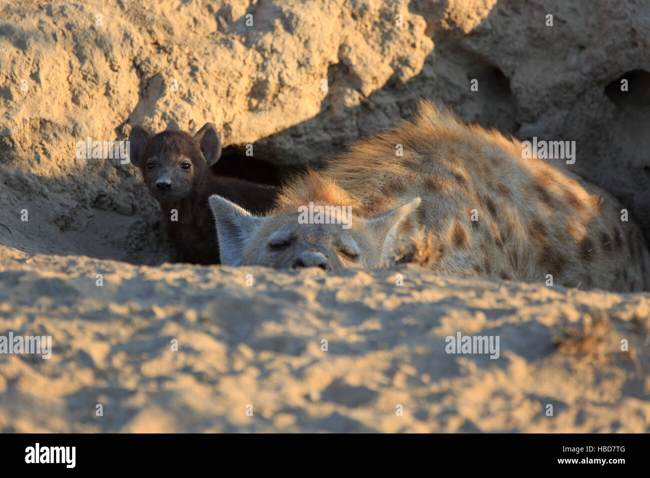 Spotted Hyena with baby Stock Photo - Alamy