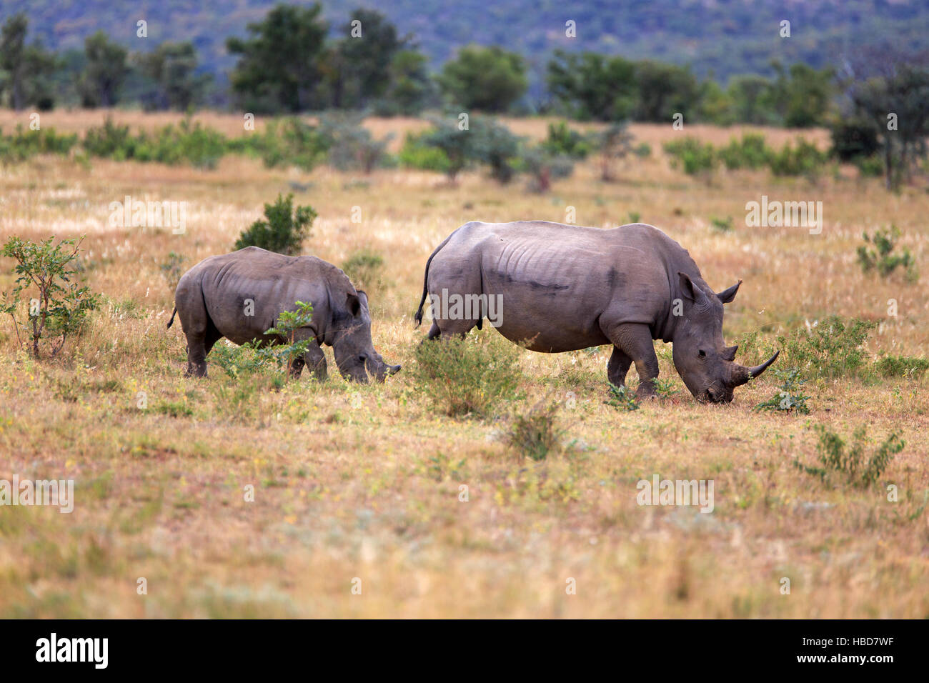 Rhinoceros with a Baby Stock Photo - Alamy