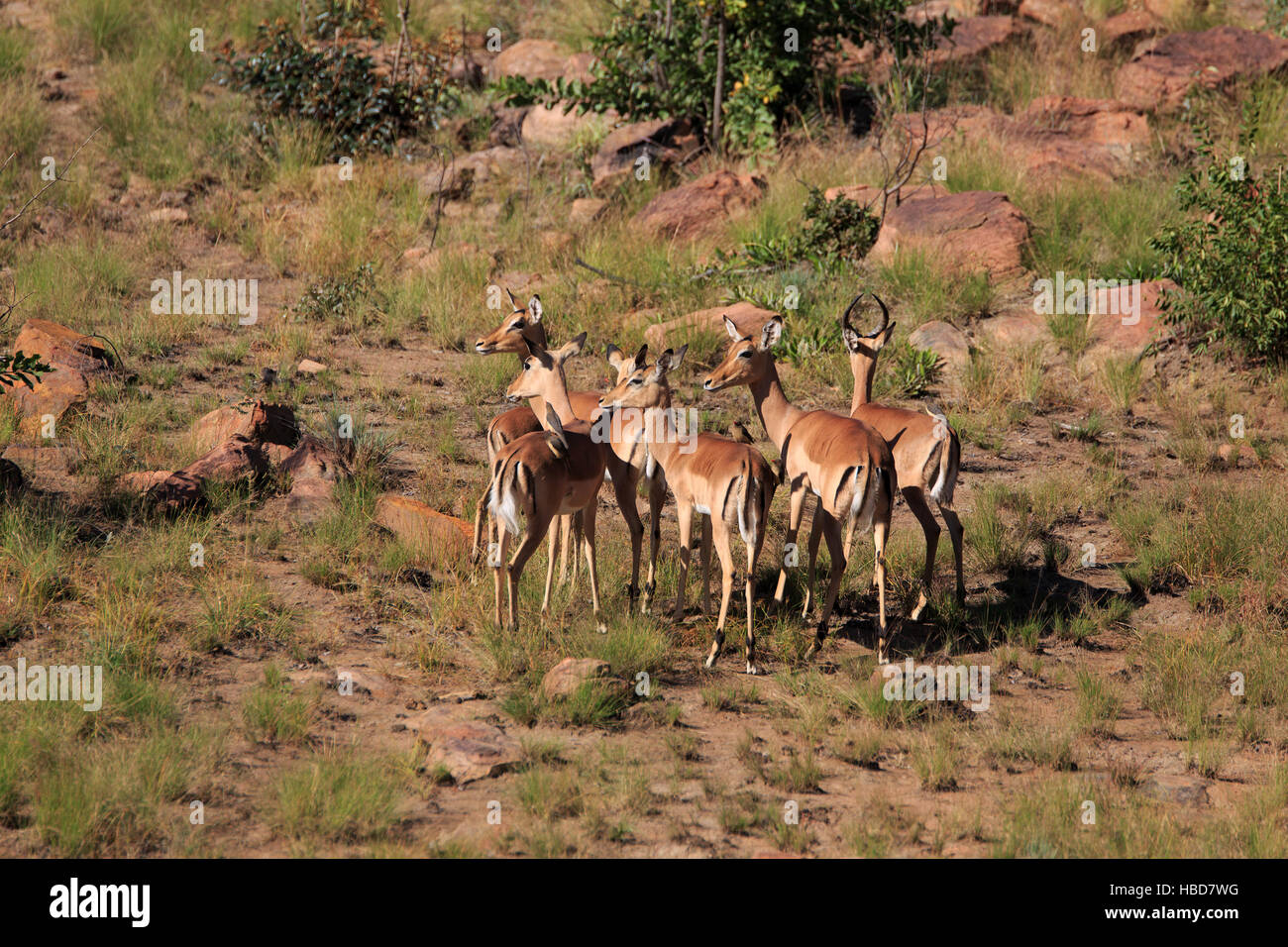 Impala herd hi-res stock photography and images - Alamy