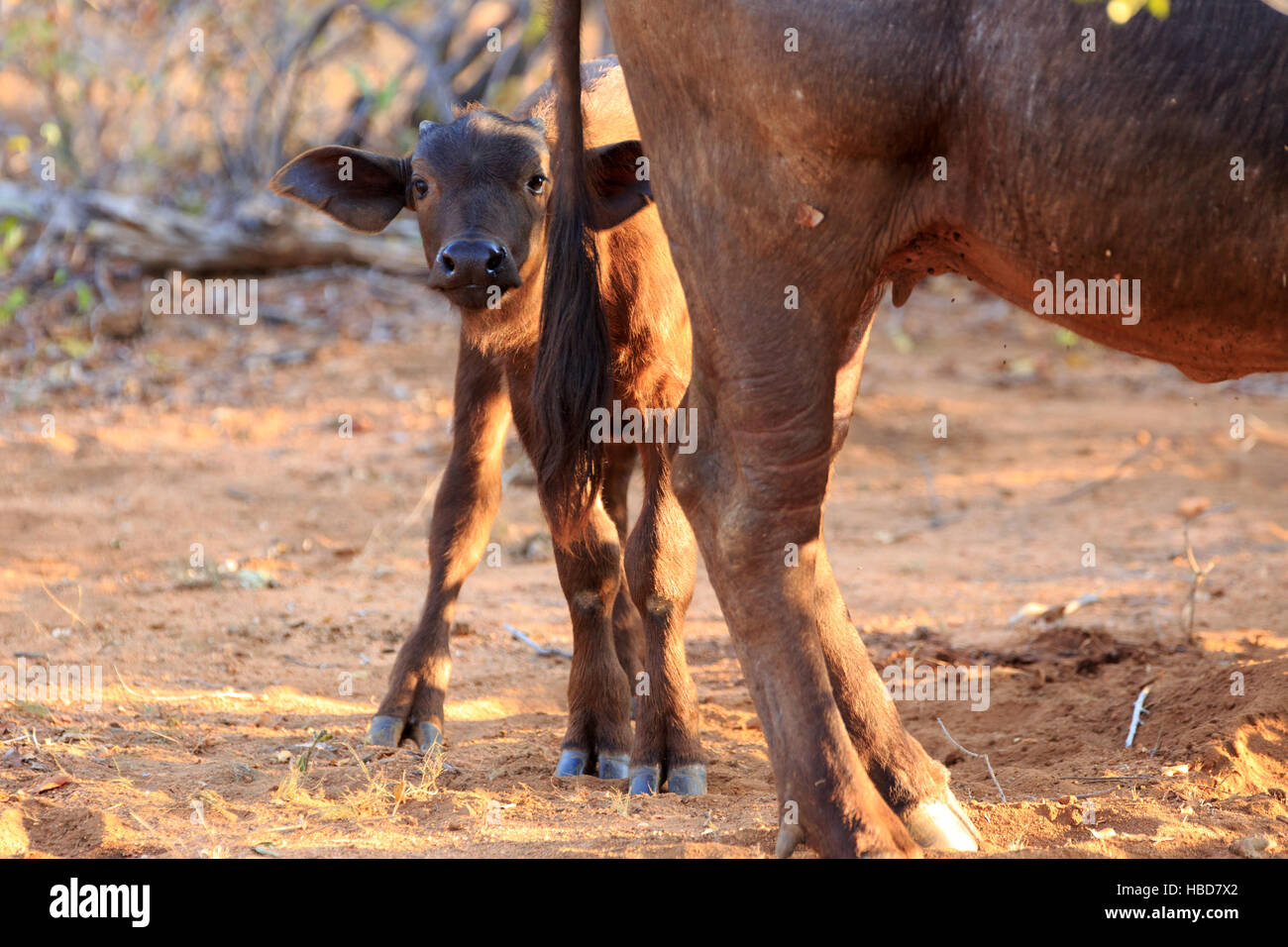 African Buffalo Baby Stock Photo - Alamy