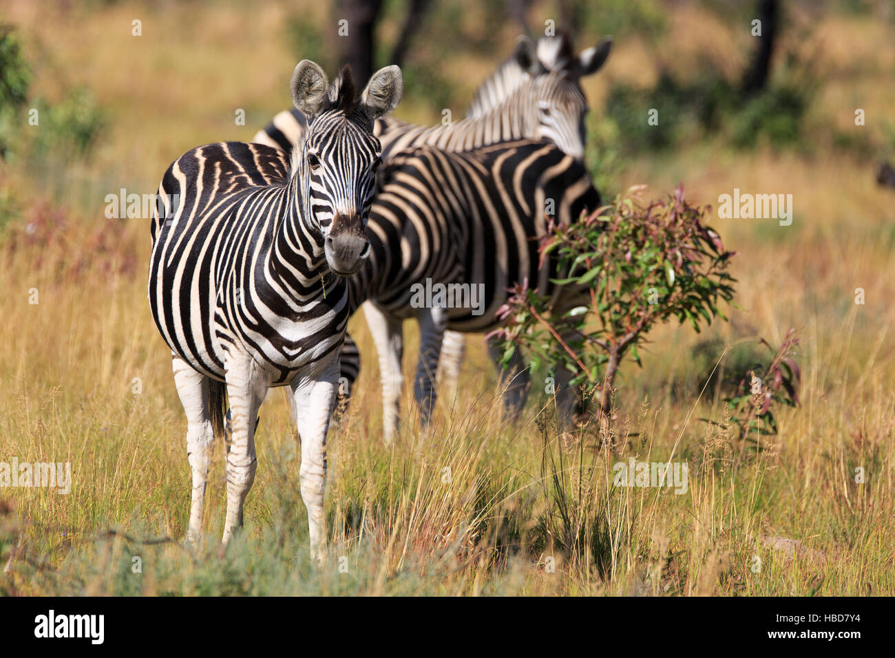 Zebraherde High Resolution Stock Photography and Images - Alamy