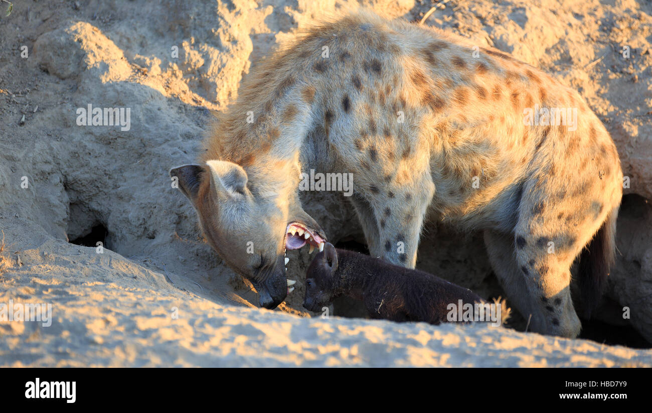 Spotted Hyena with baby Stock Photo - Alamy