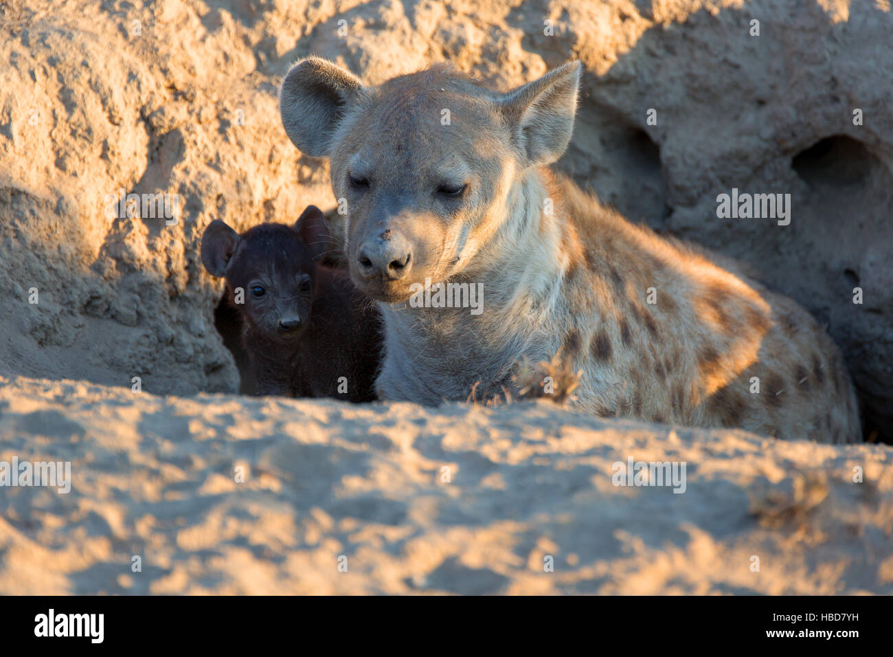 Spotted Hyena with baby Stock Photo - Alamy