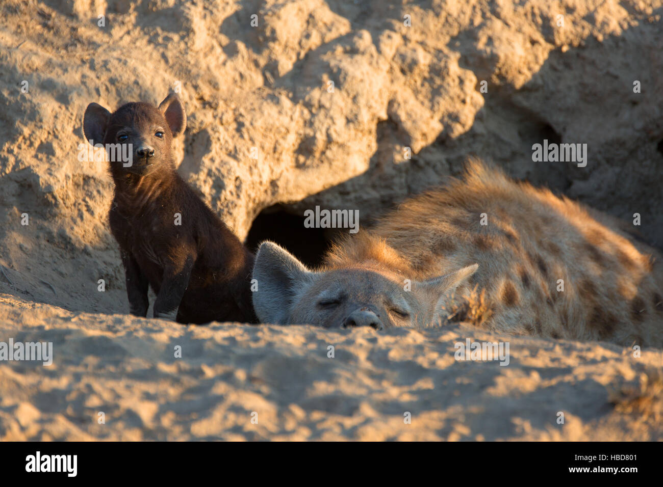 Spotted Hyena with baby Stock Photo - Alamy