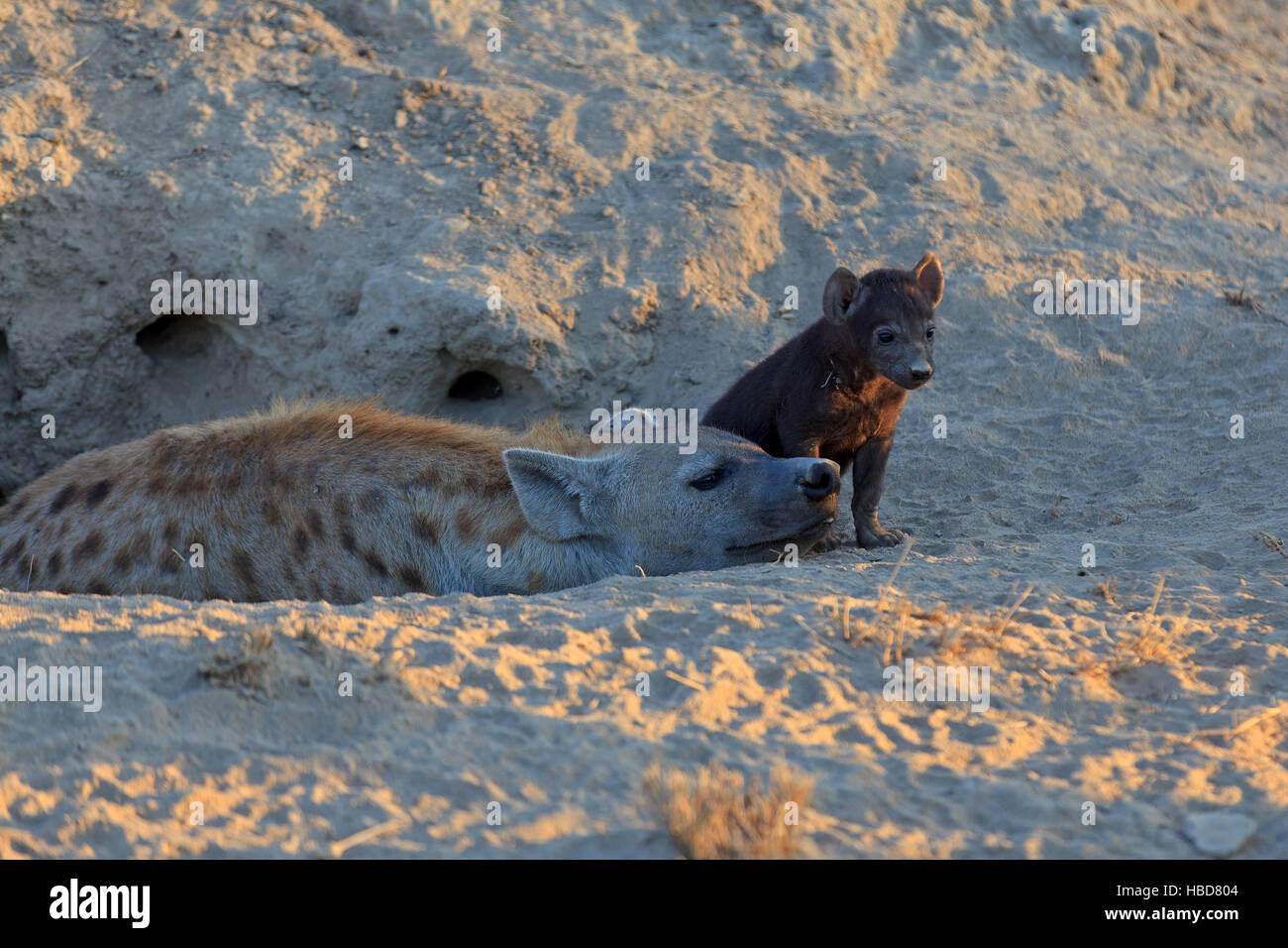 Spotted Hyena with baby Stock Photo - Alamy