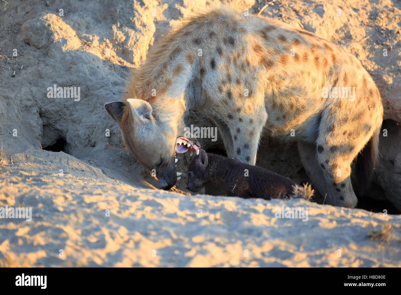 Spotted Hyena with baby Stock Photo - Alamy
