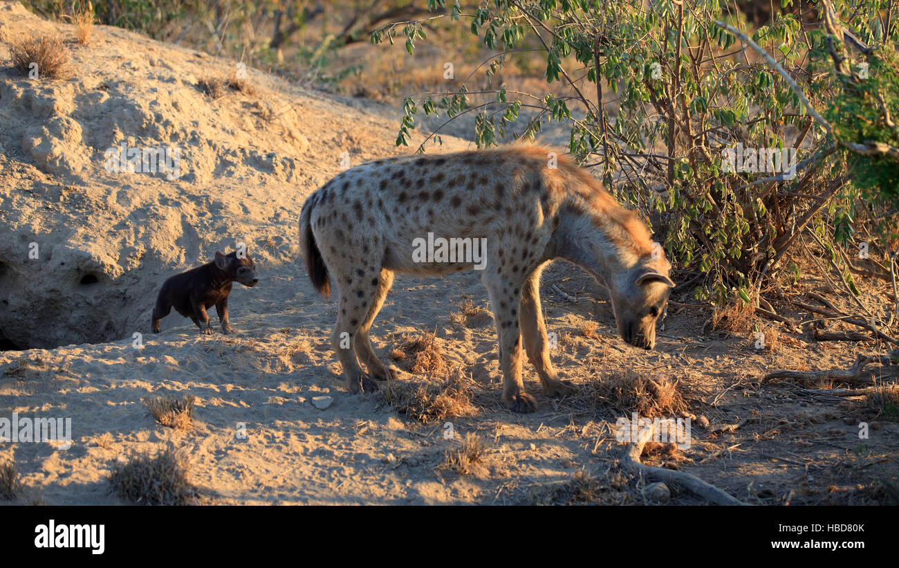 Spotted Hyena with baby Stock Photo - Alamy