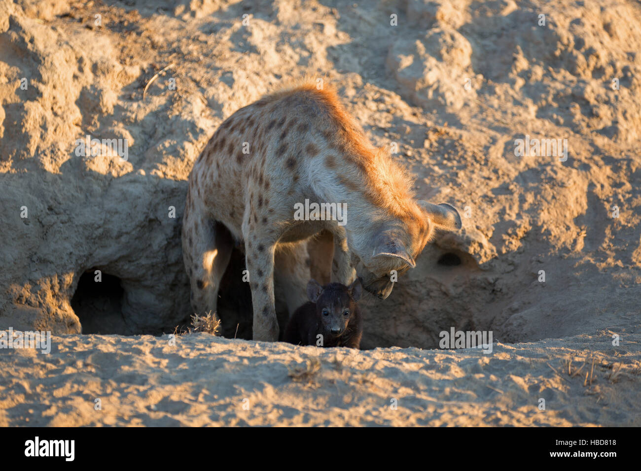 Spotted Hyena with baby Stock Photo - Alamy