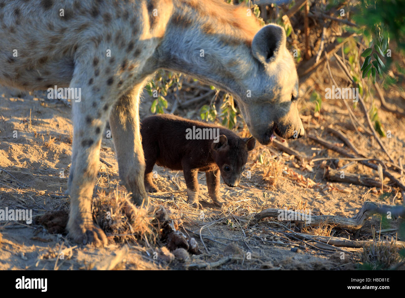 Spotted Hyena with baby Stock Photo - Alamy