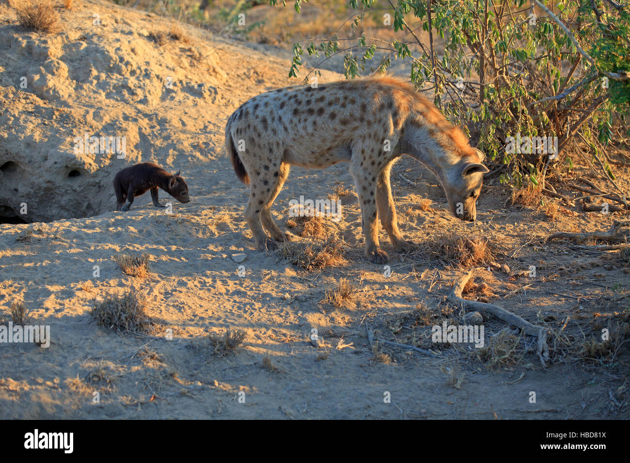 Spotted Hyena with baby Stock Photo - Alamy