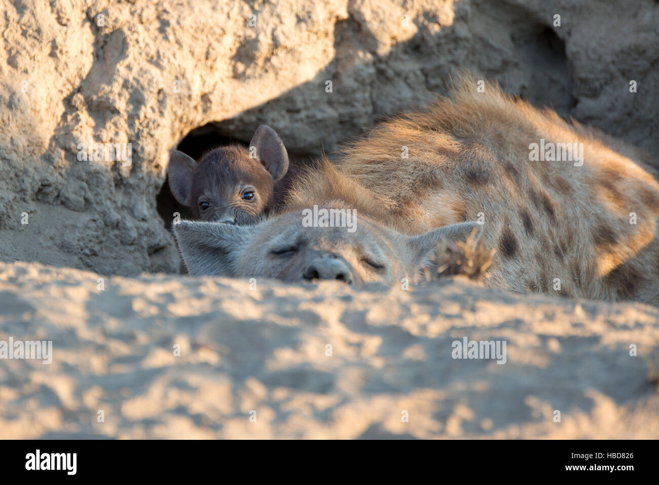 Spotted Hyena with baby Stock Photo - Alamy