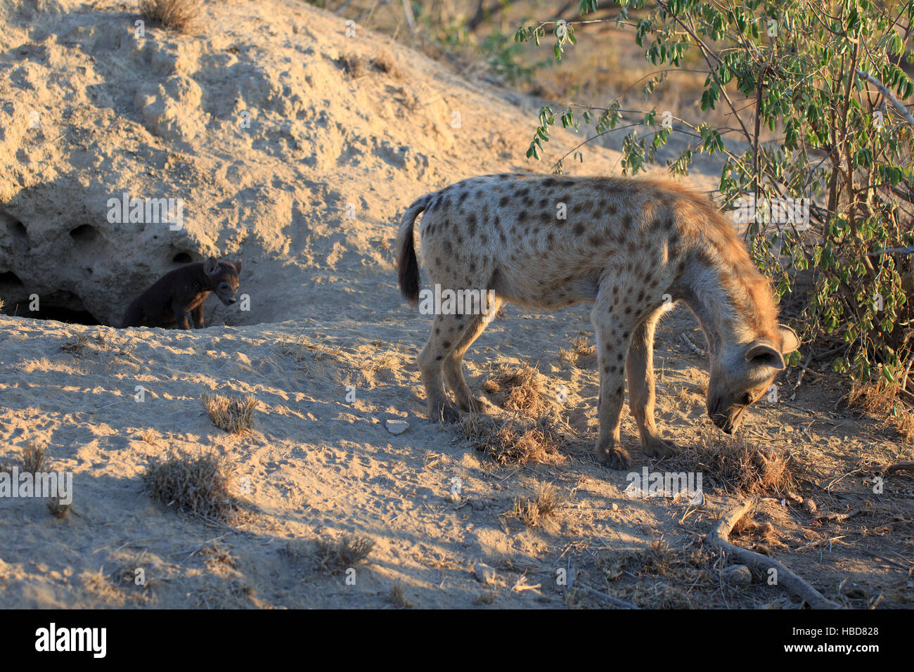 Spotted Hyena with baby Stock Photo - Alamy