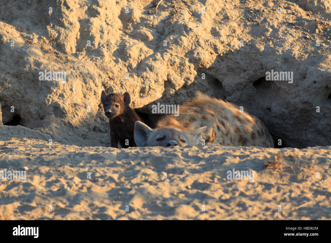 Spotted Hyena with baby Stock Photo - Alamy