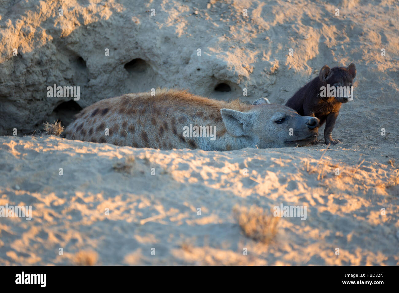 Spotted Hyena with baby Stock Photo - Alamy
