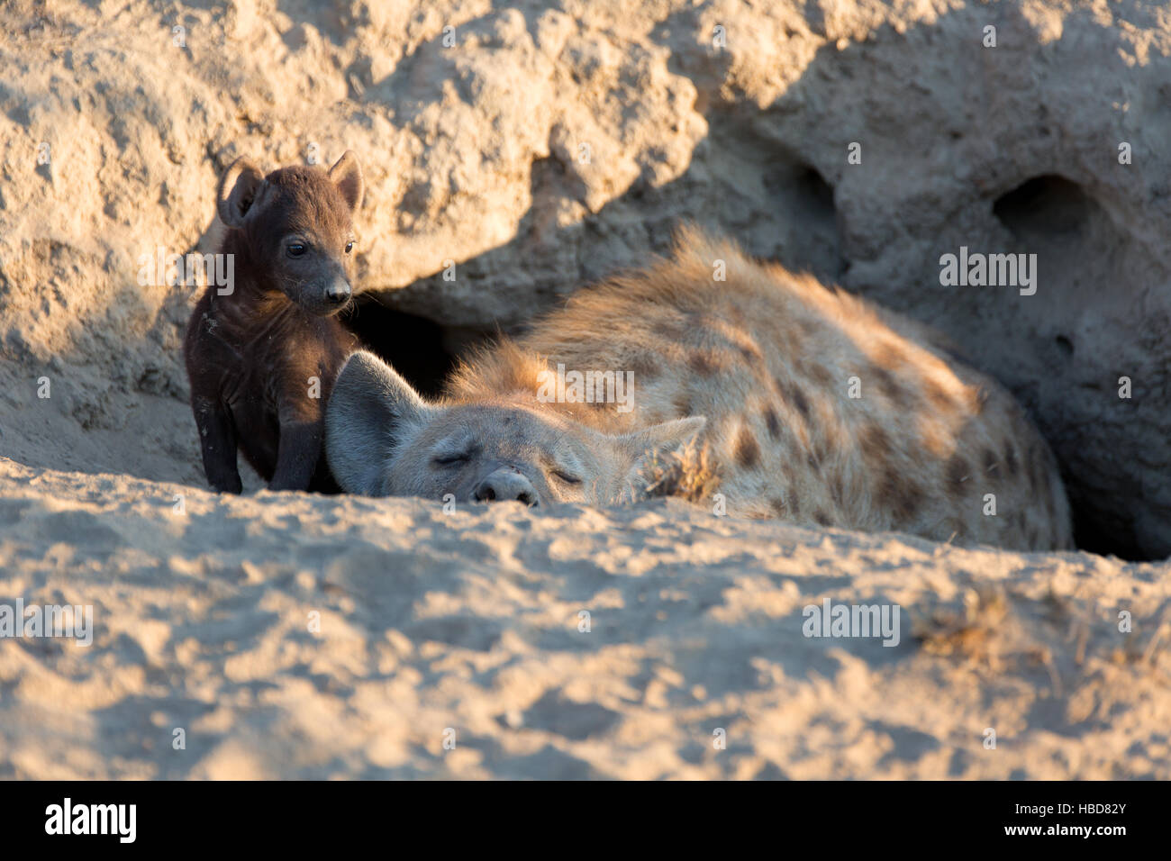 Spotted Hyena with baby Stock Photo - Alamy