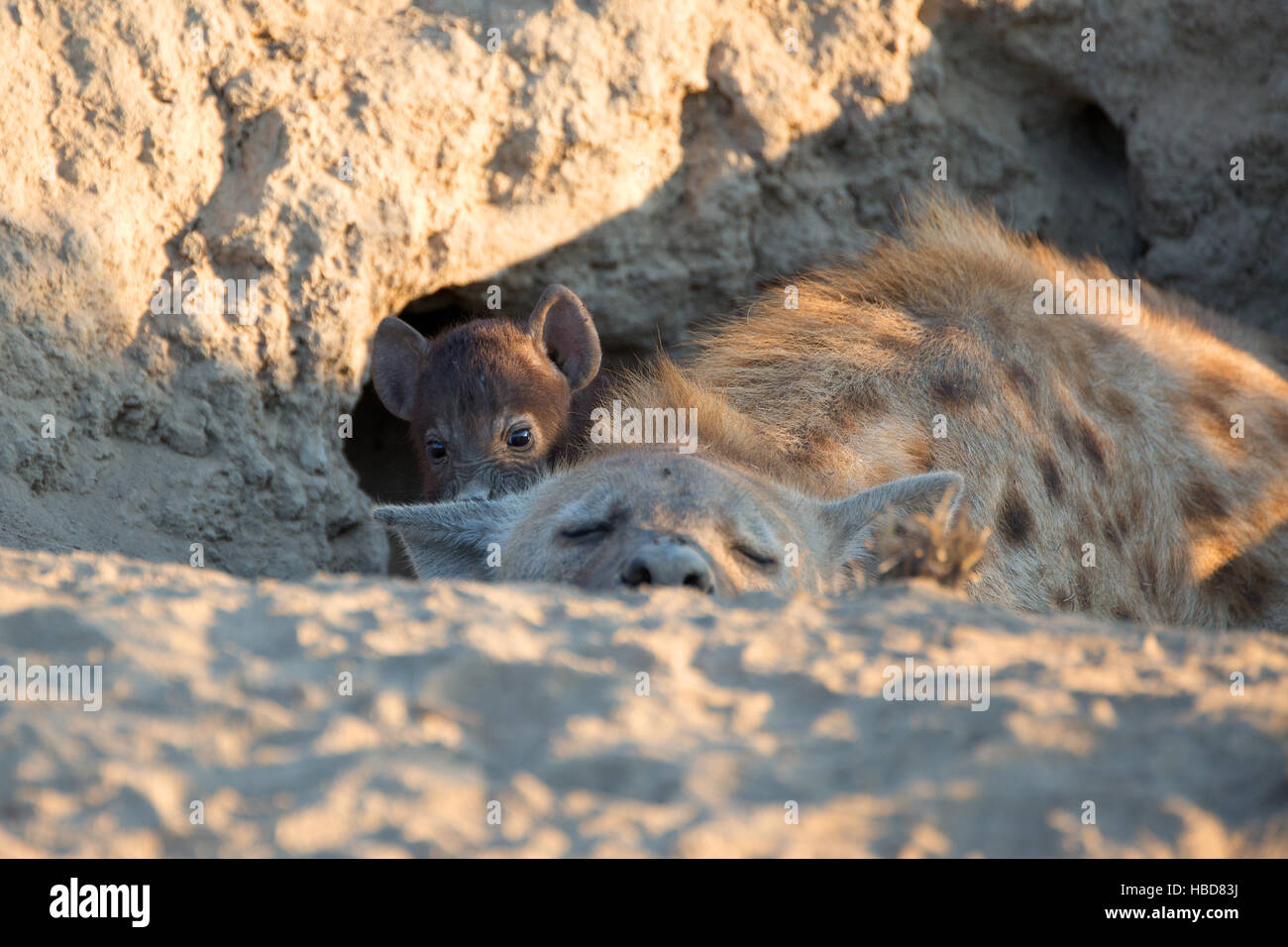 Spotted Hyena with baby Stock Photo - Alamy