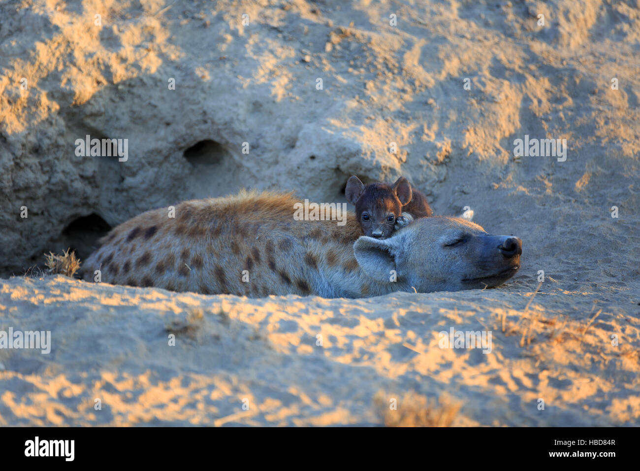 Spotted Hyena with baby Stock Photo - Alamy