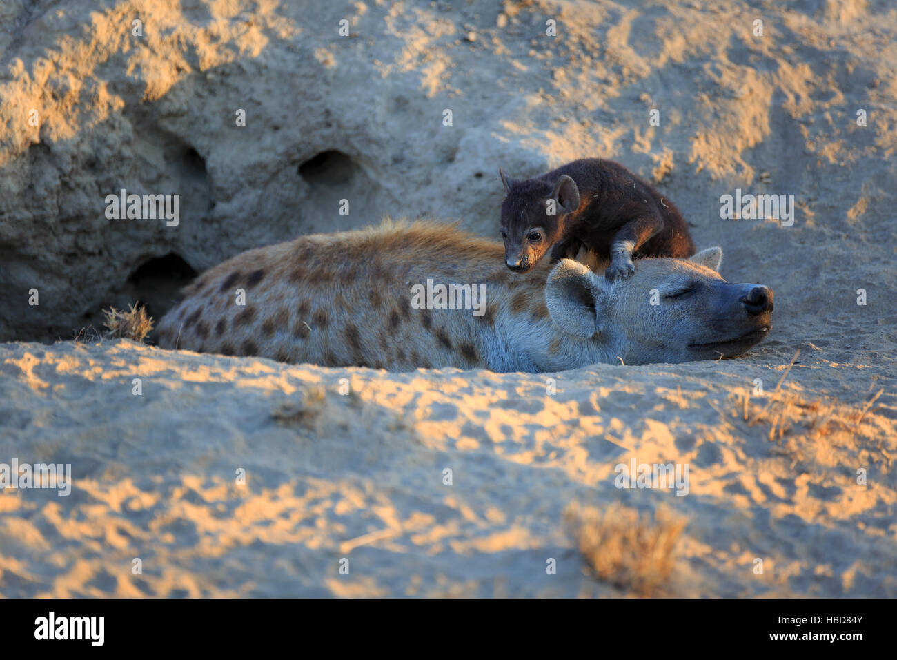 Spotted Hyena with baby Stock Photo - Alamy