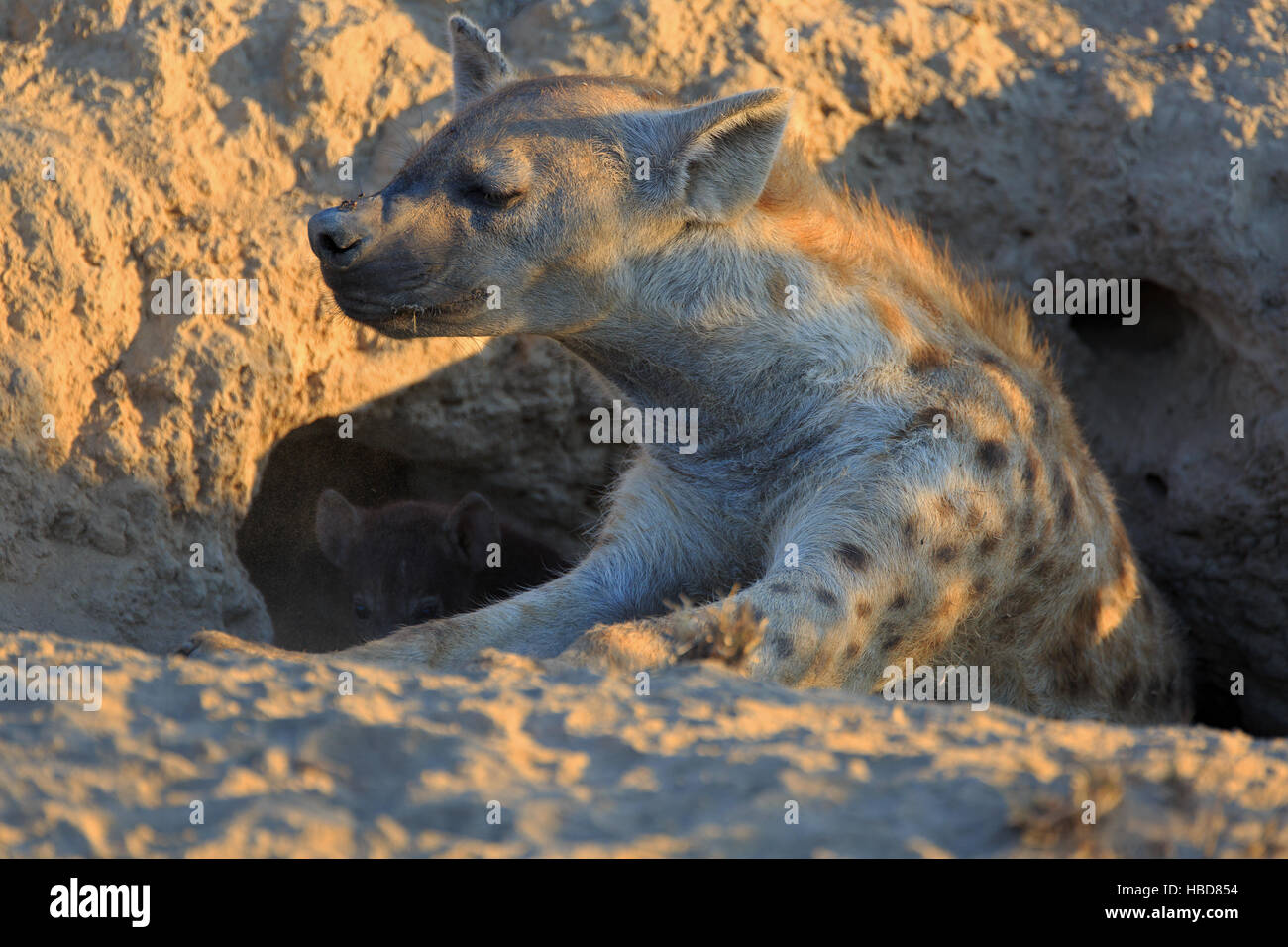 Spotted Hyena with baby Stock Photo - Alamy