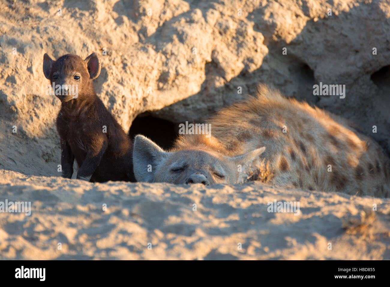 Spotted Hyena with baby Stock Photo - Alamy