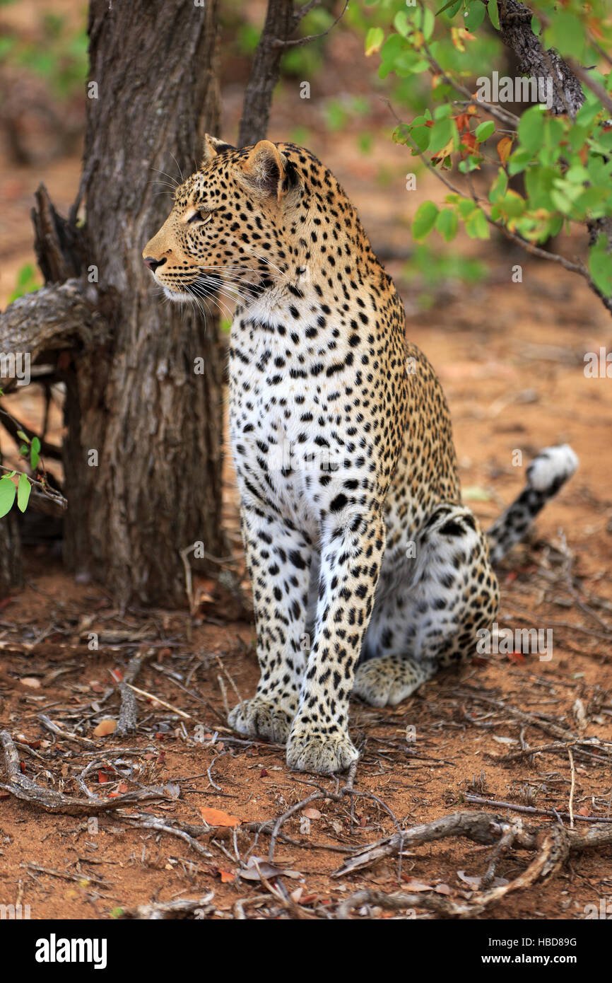 Sitting leopard hi-res stock photography and images - Alamy