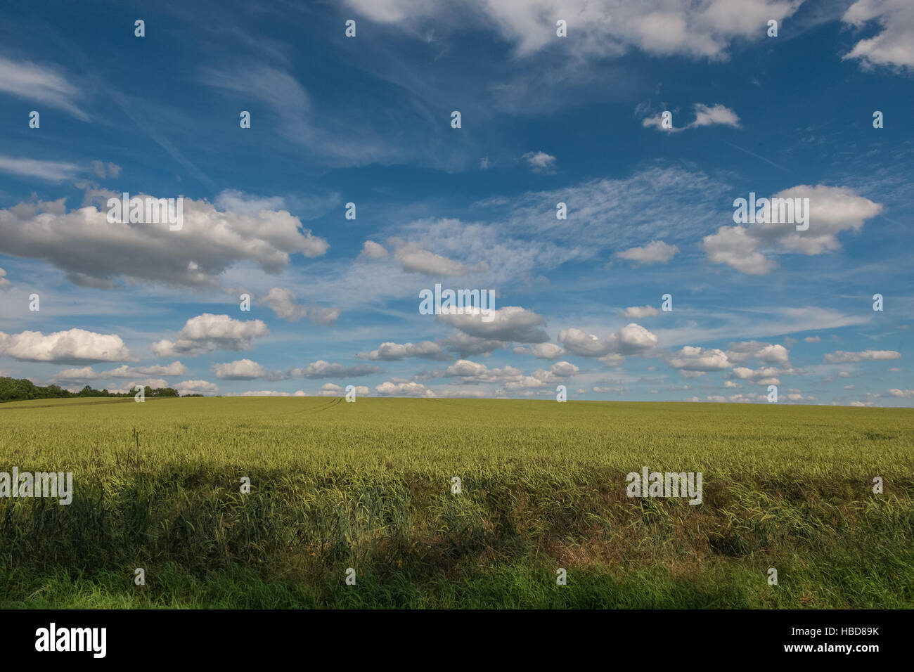 Landscape in summer Stock Photo - Alamy