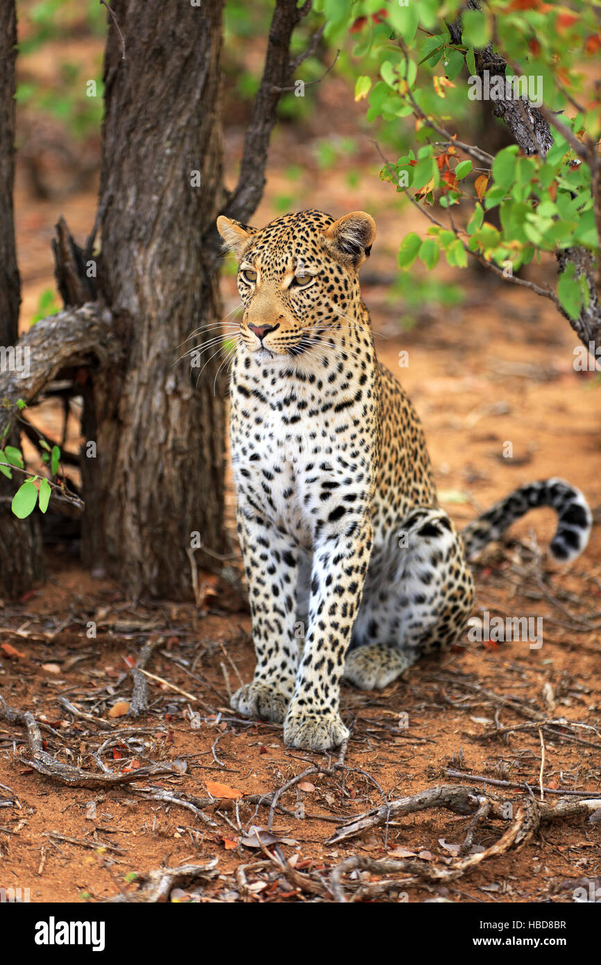 Leopard sitting hi-res stock photography and images - Alamy