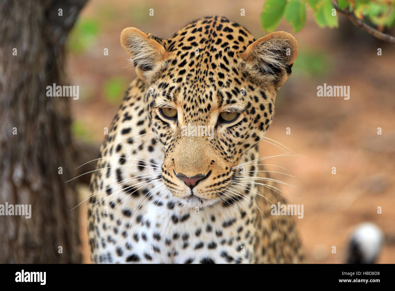 Raubkatze big five hi-res stock photography and images - Alamy