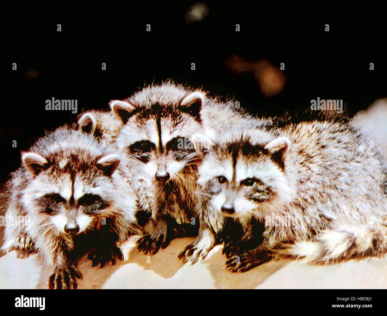 THE LEGEND OF LOBO, 1962 Stock Photo - Alamy