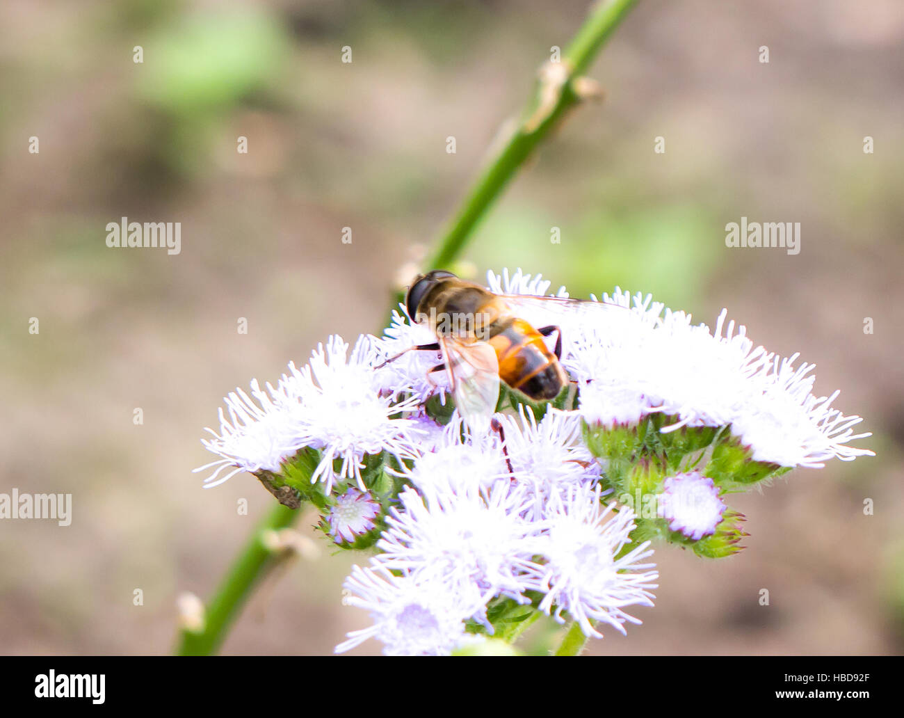 The bee sitting on a flower Stock Photo - Alamy