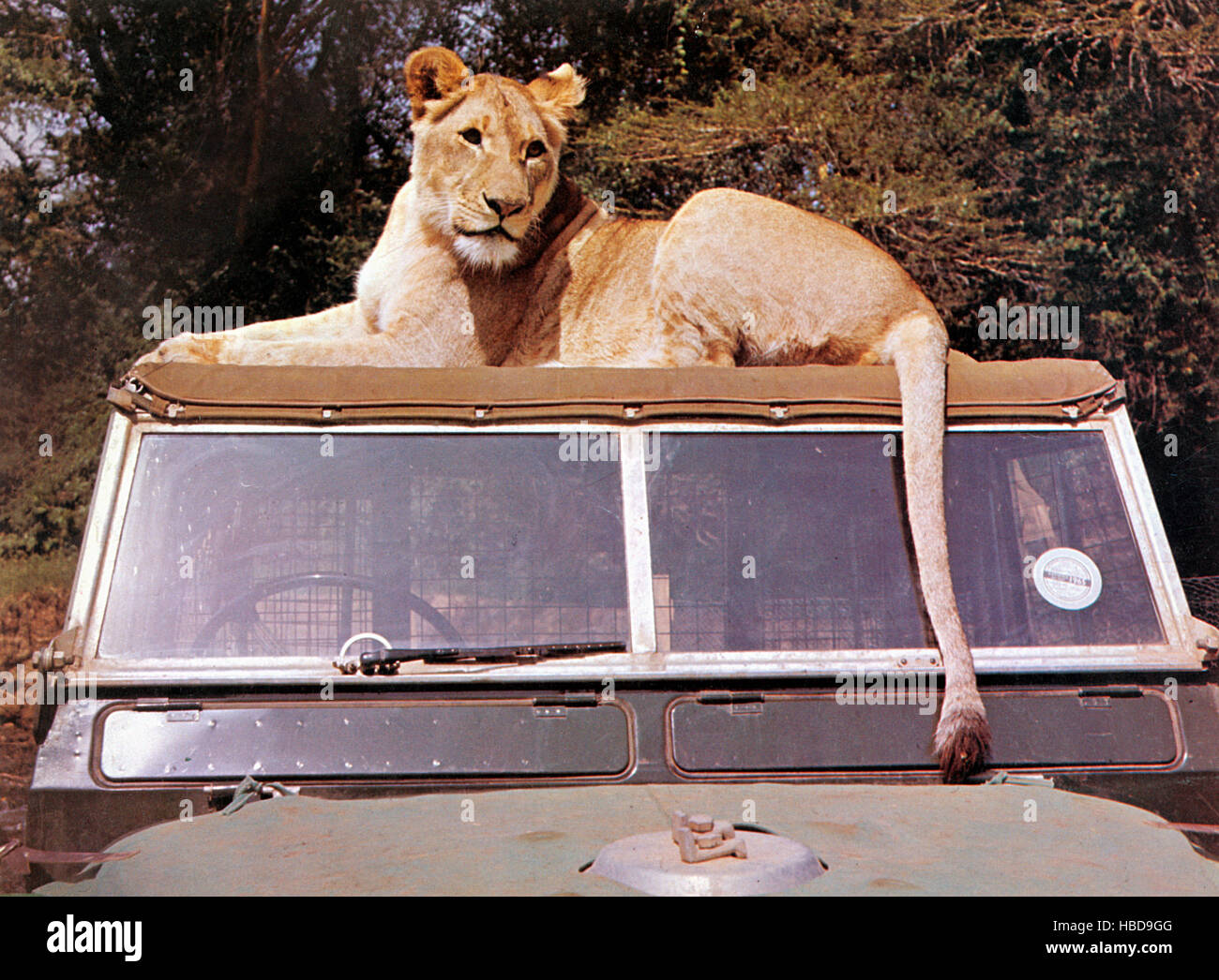 BORN FREE, Elsa, 1966 Stock Photo - Alamy