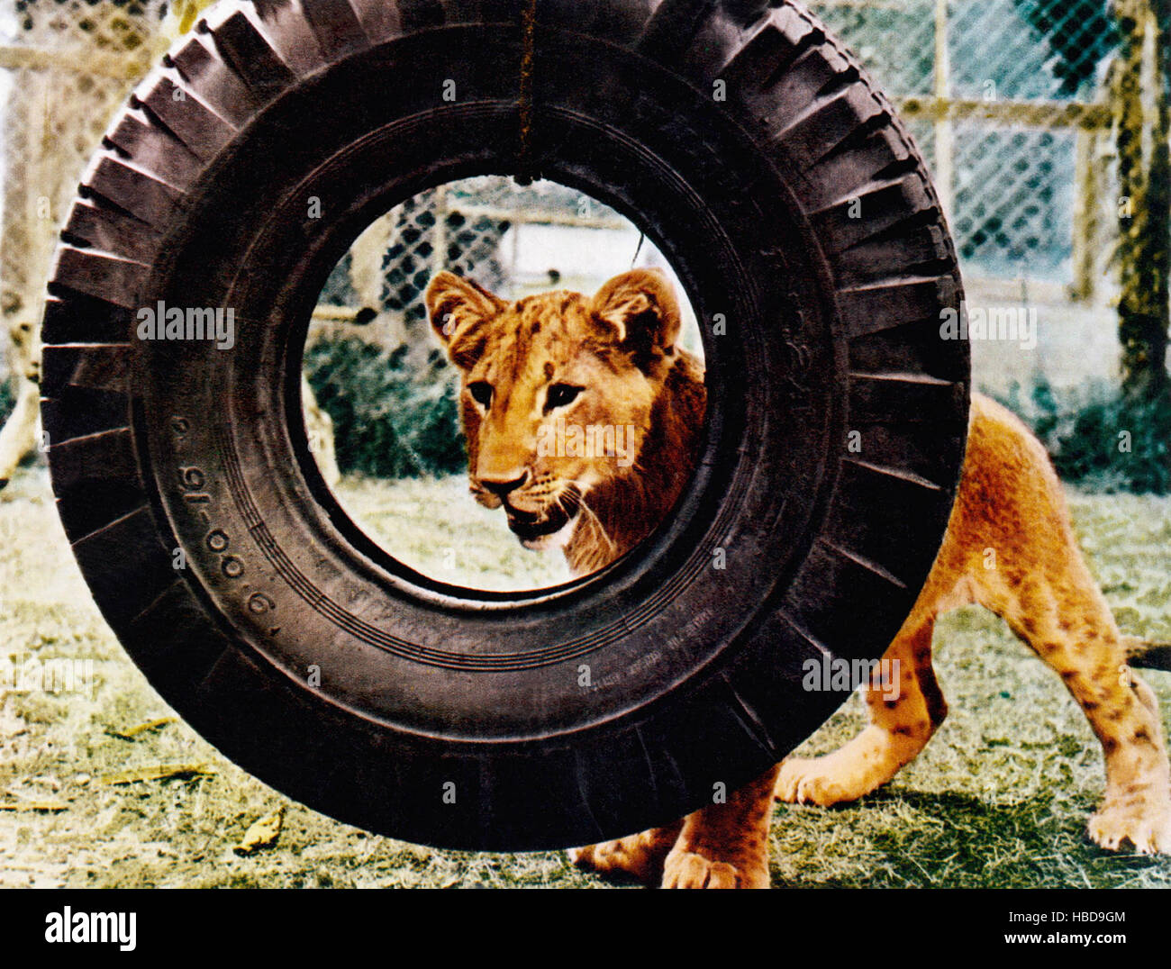 BORN FREE, Elsa the lion, 1966 Stock Photo - Alamy