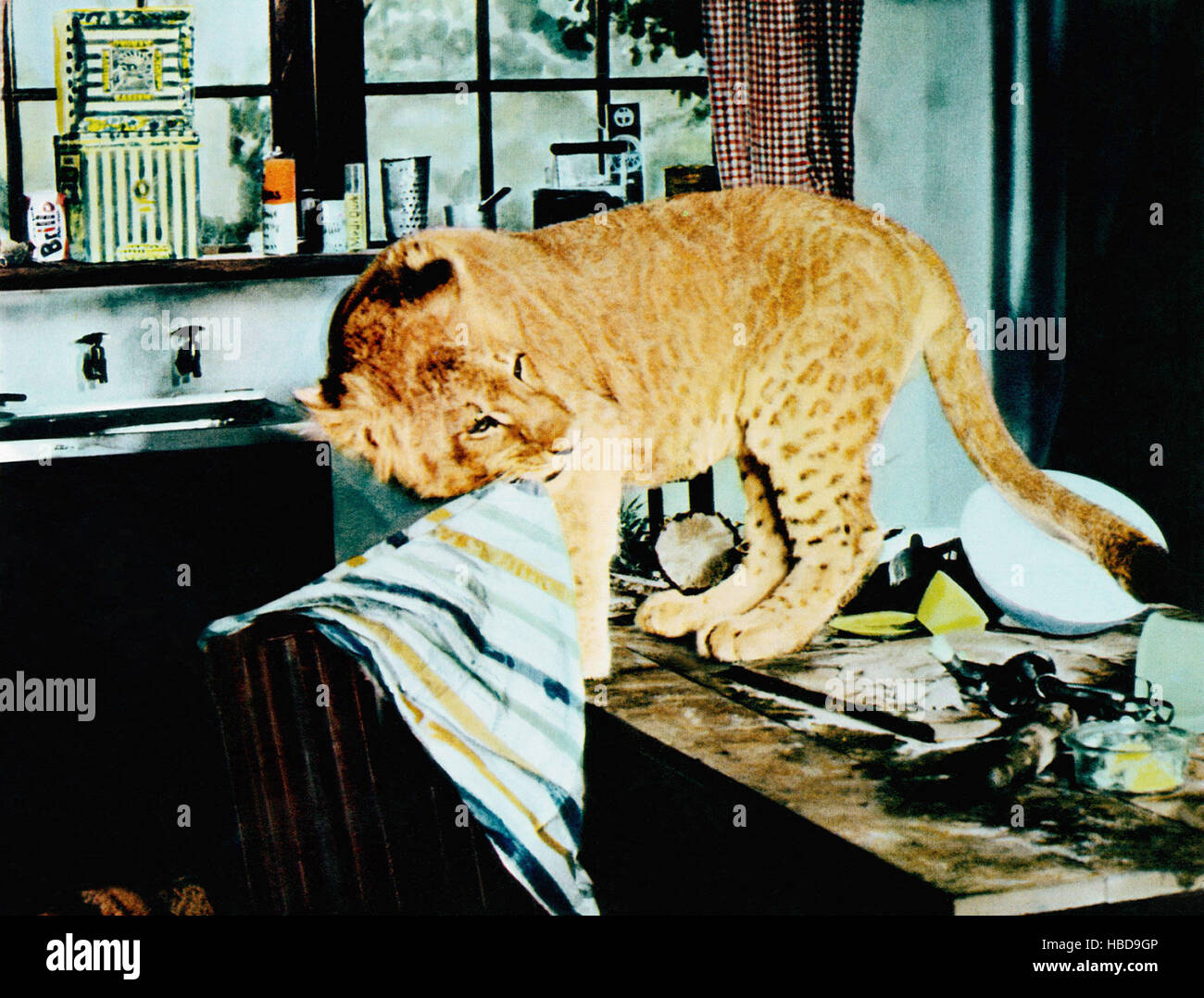 BORN FREE, Elsa the lion, 1966 Stock Photo - Alamy