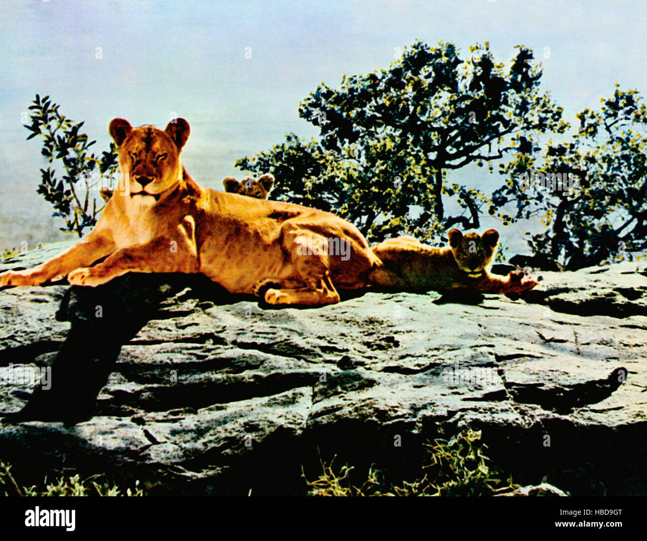 BORN FREE, Elsa the lion, 1966 Stock Photo - Alamy