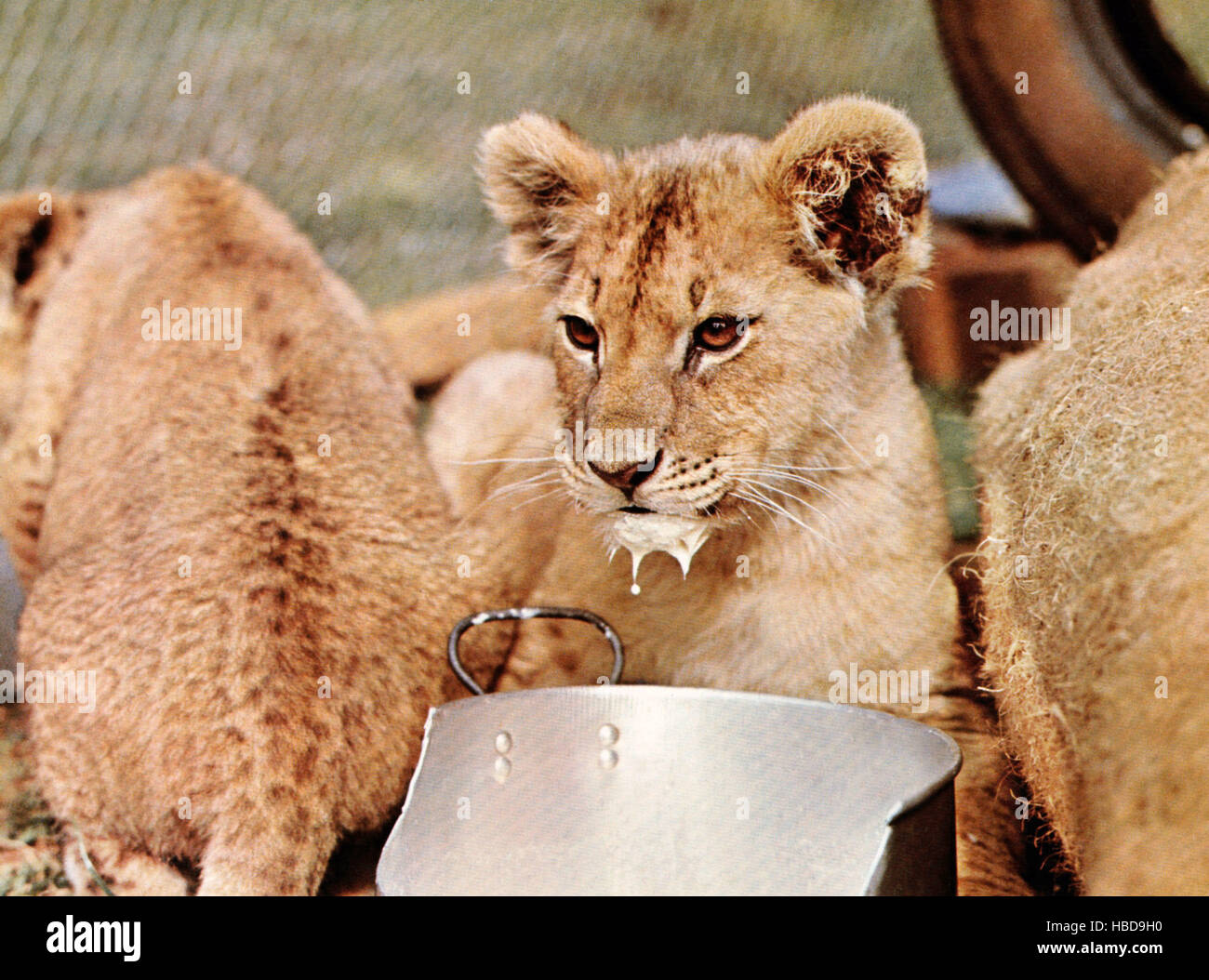 BORN FREE, Elsa the lion, 1966 Stock Photo - Alamy