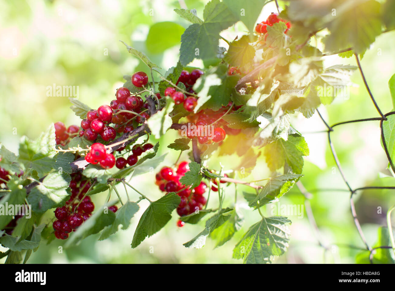 bush with red berries Stock Photo - Alamy
