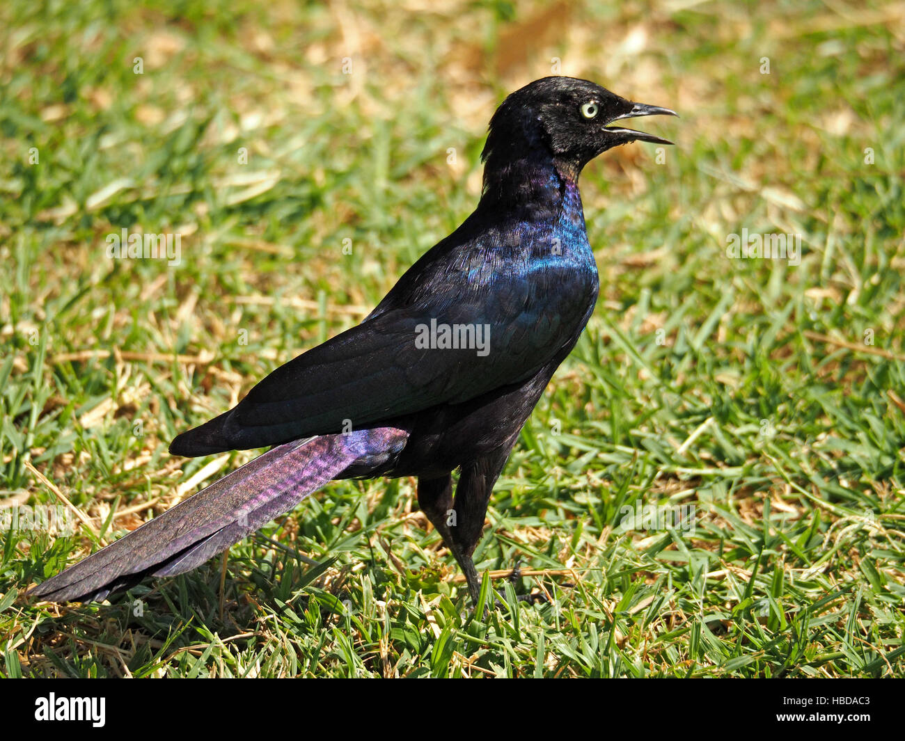 Ruppells Long Tailed Starling High Resolution Stock Photography and ...