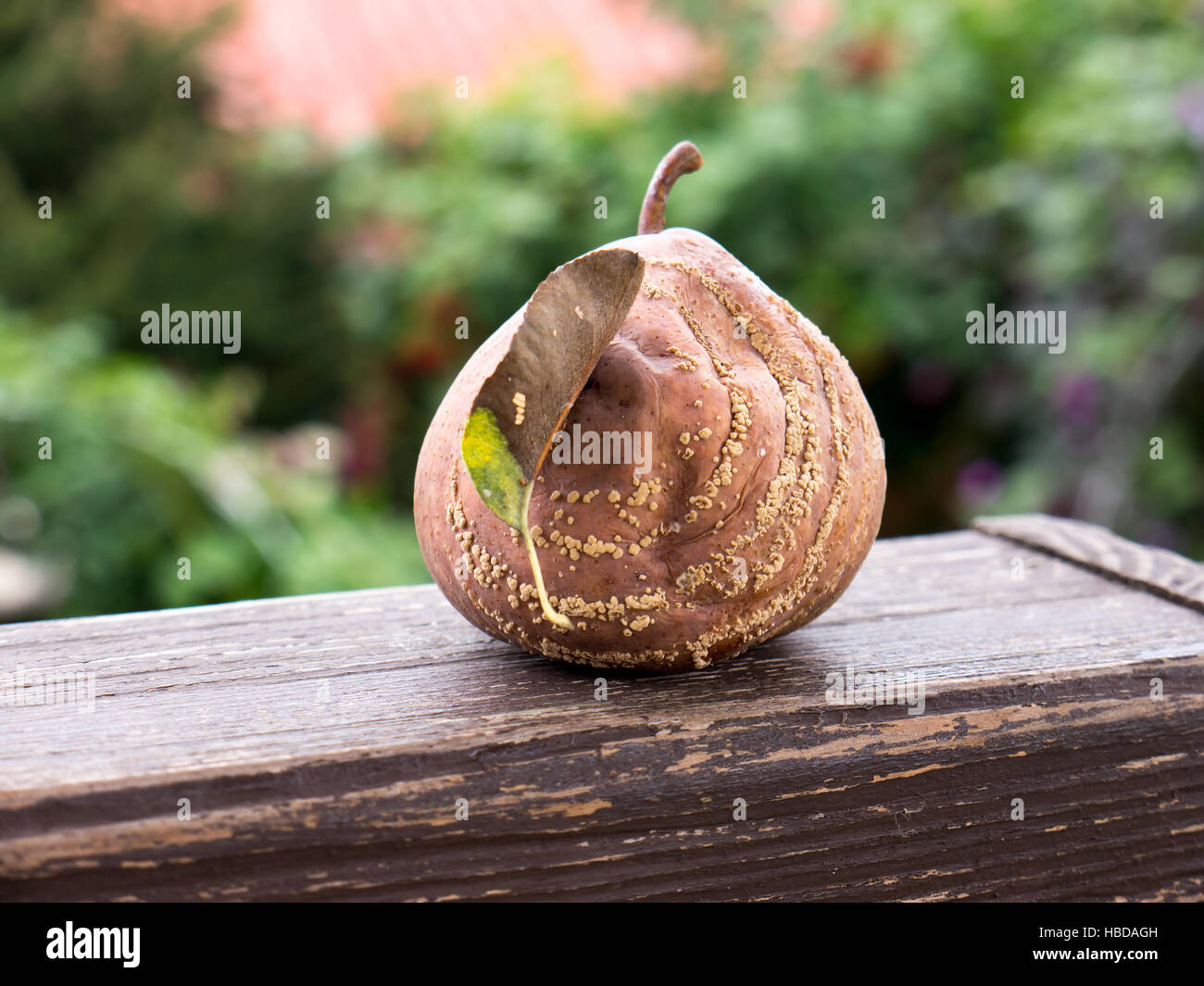 Rotten leaf hi-res stock photography and images - Alamy