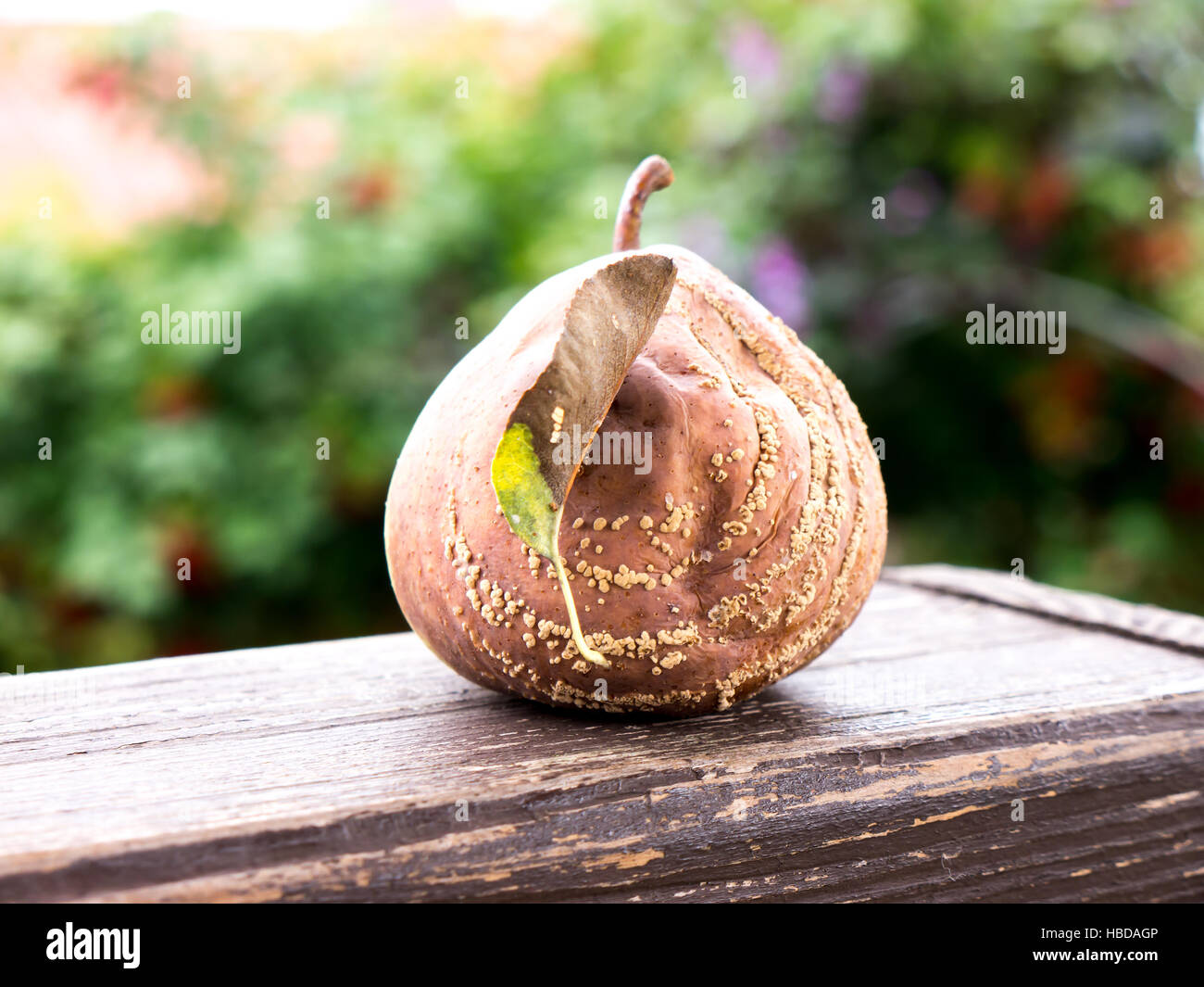 Rotten vegetable fruit hi-res stock photography and images - Alamy