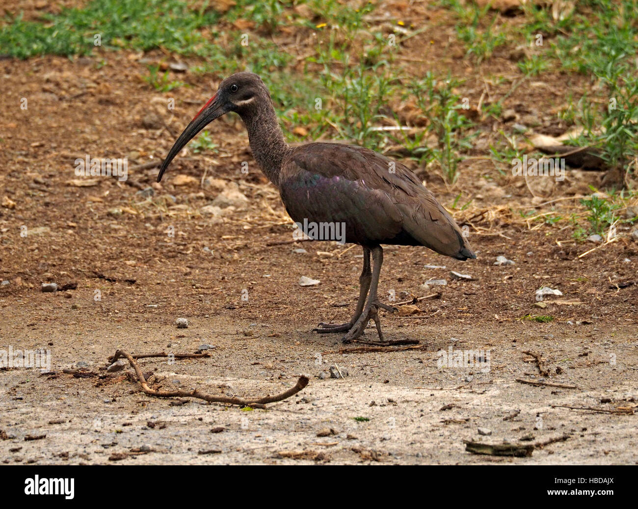 Generally noisy brown Hadada Ibis (Bostrychia hagedash) stalking on ...