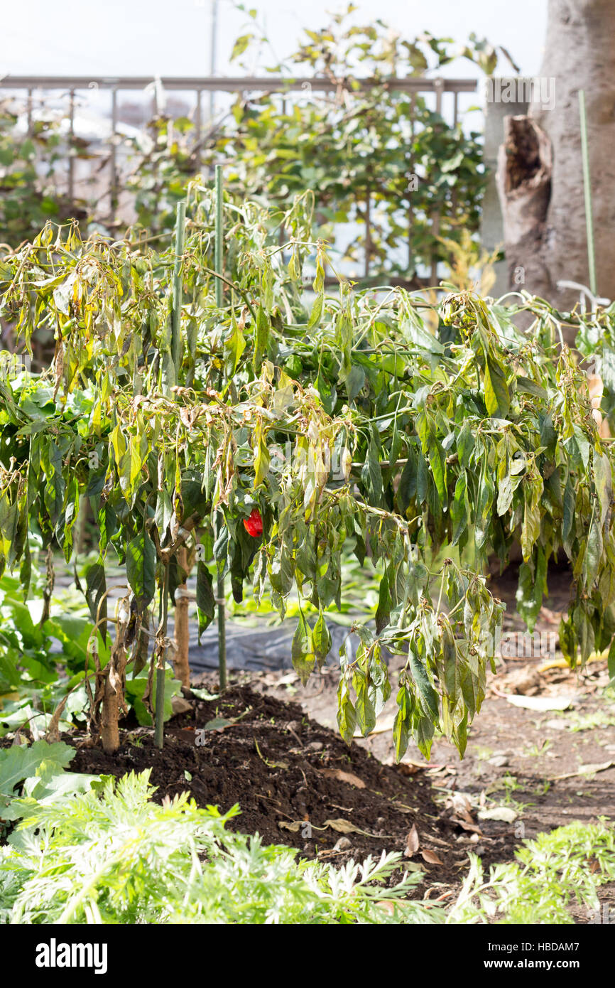Withered vegetable trees on farm by cold whether, Japanese green bell ...