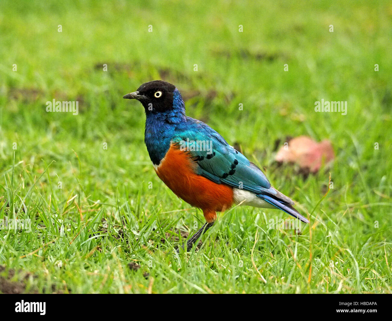 Single starling flight hi-res stock photography and images - Alamy