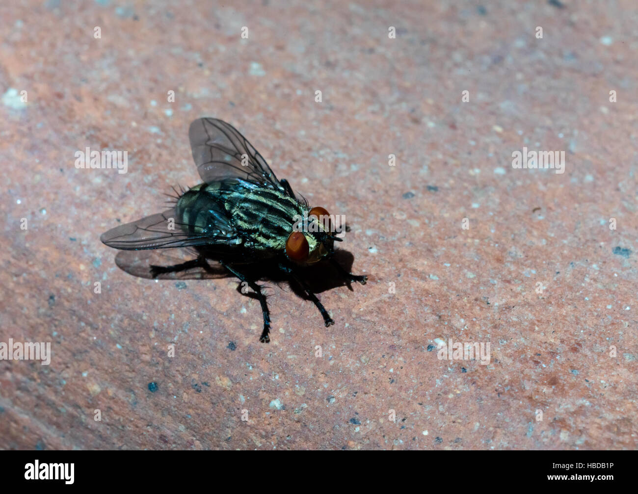 fly, close up Stock Photo - Alamy