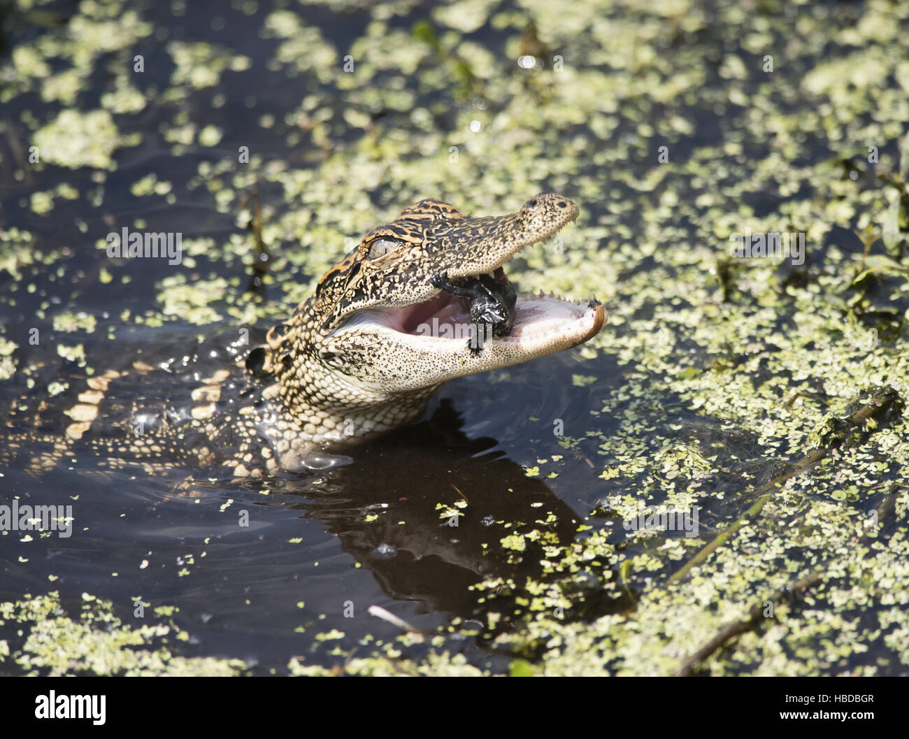 American alligator eating hi-res stock photography and images - Alamy