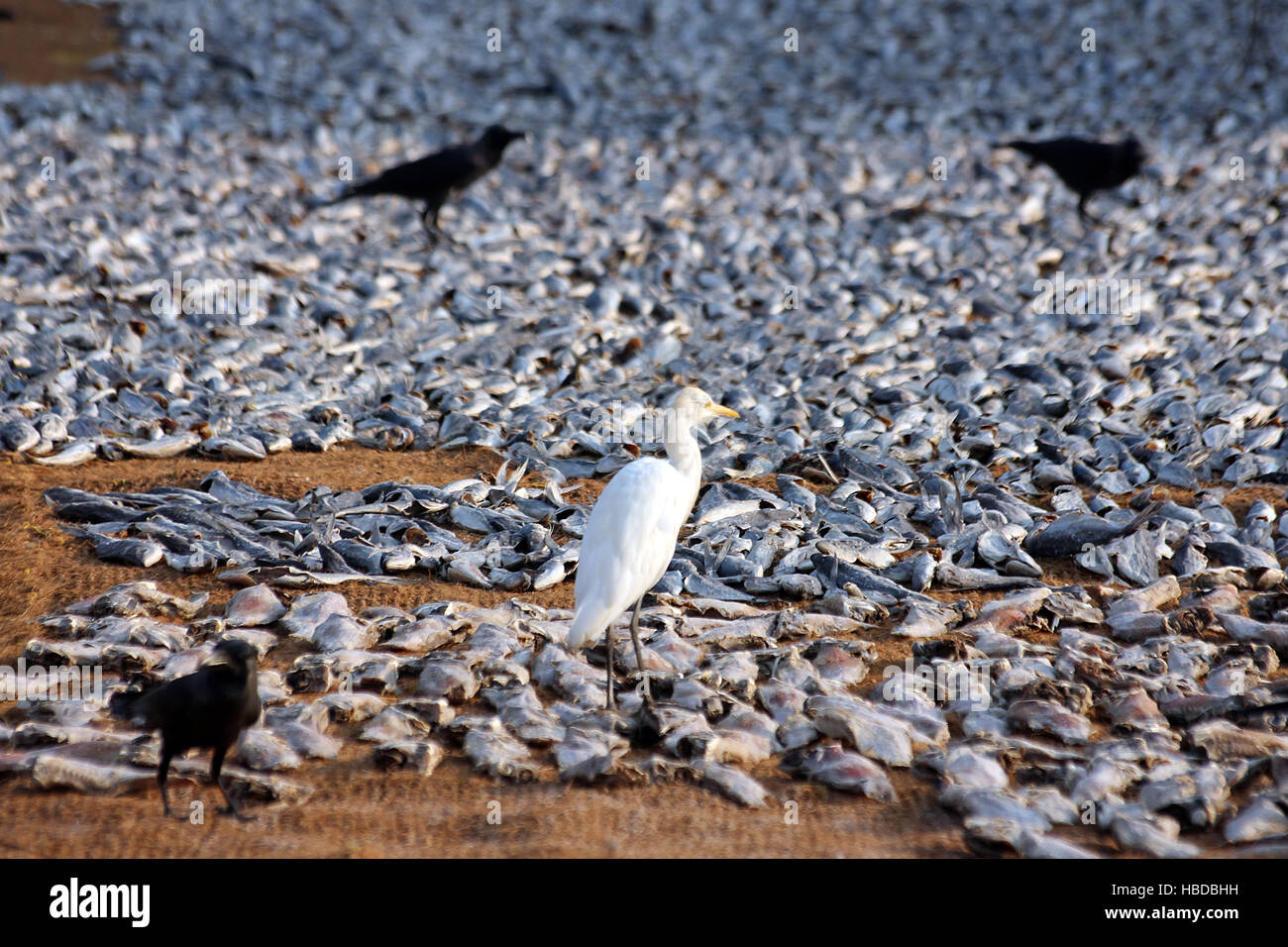 Fishes on Sri Lankan Beach Stock Photo - Alamy