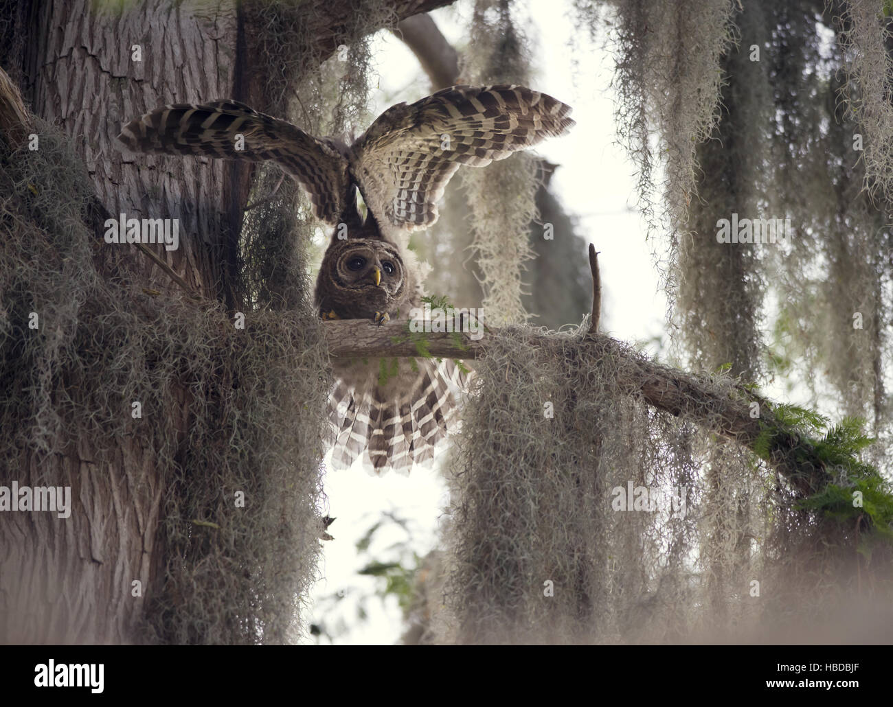Eight hooters hi-res stock photography and images - Alamy