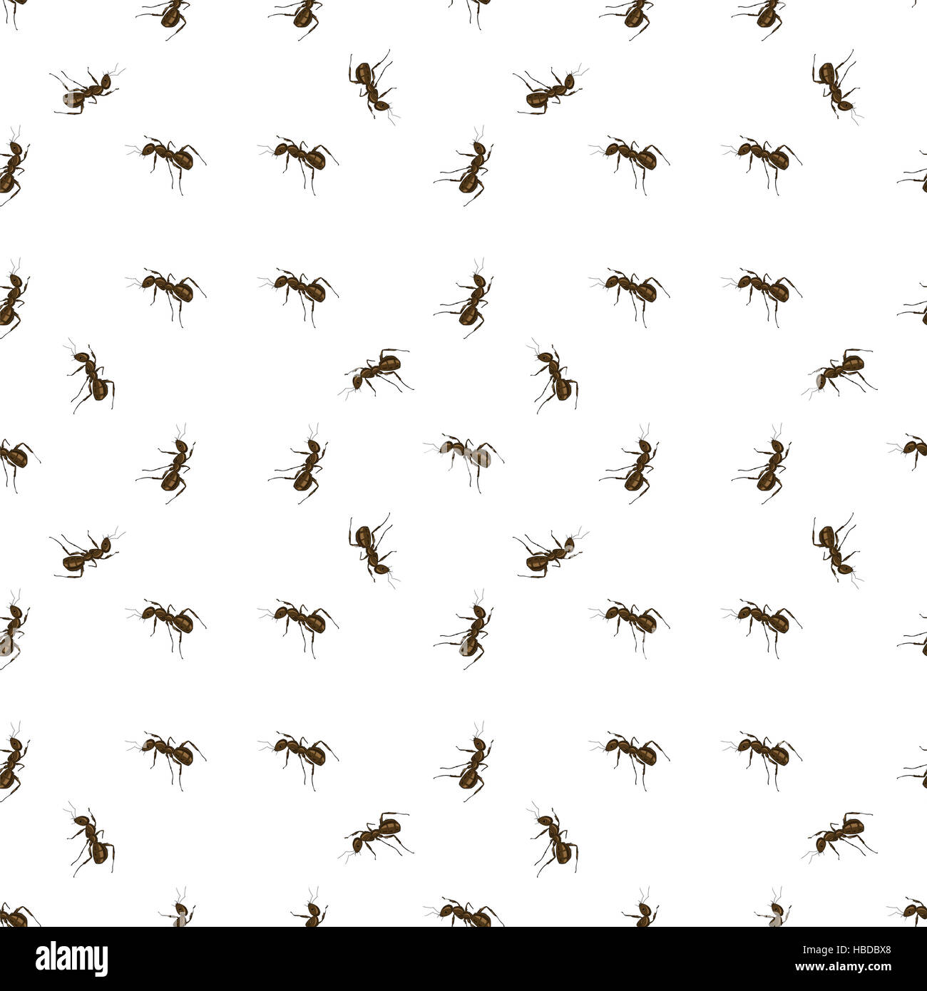 Ant Isolated on White Background Stock Photo - Alamy