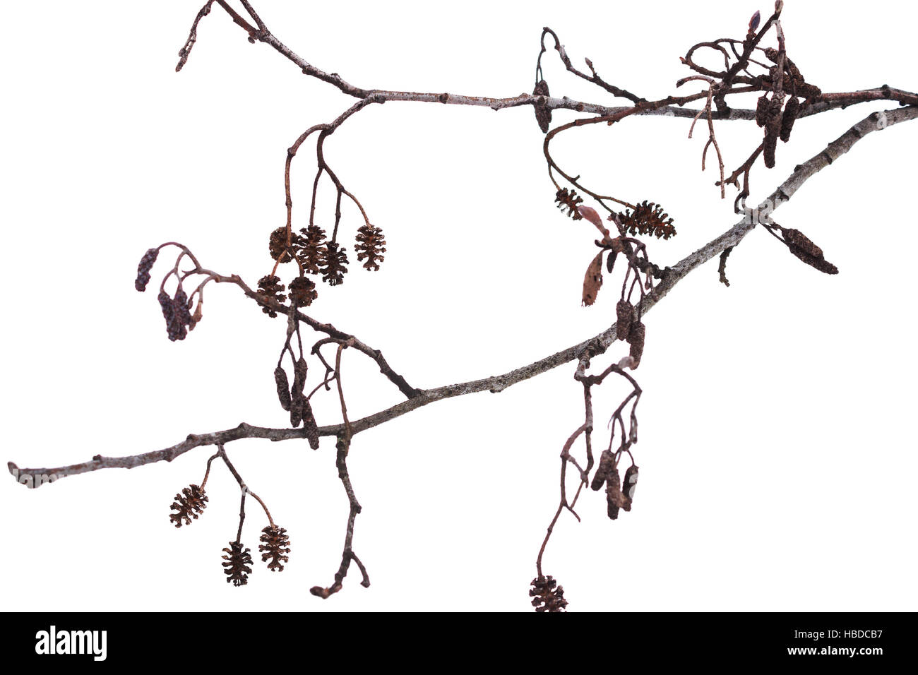 Winter alder branch on a white background Stock Photo - Alamy