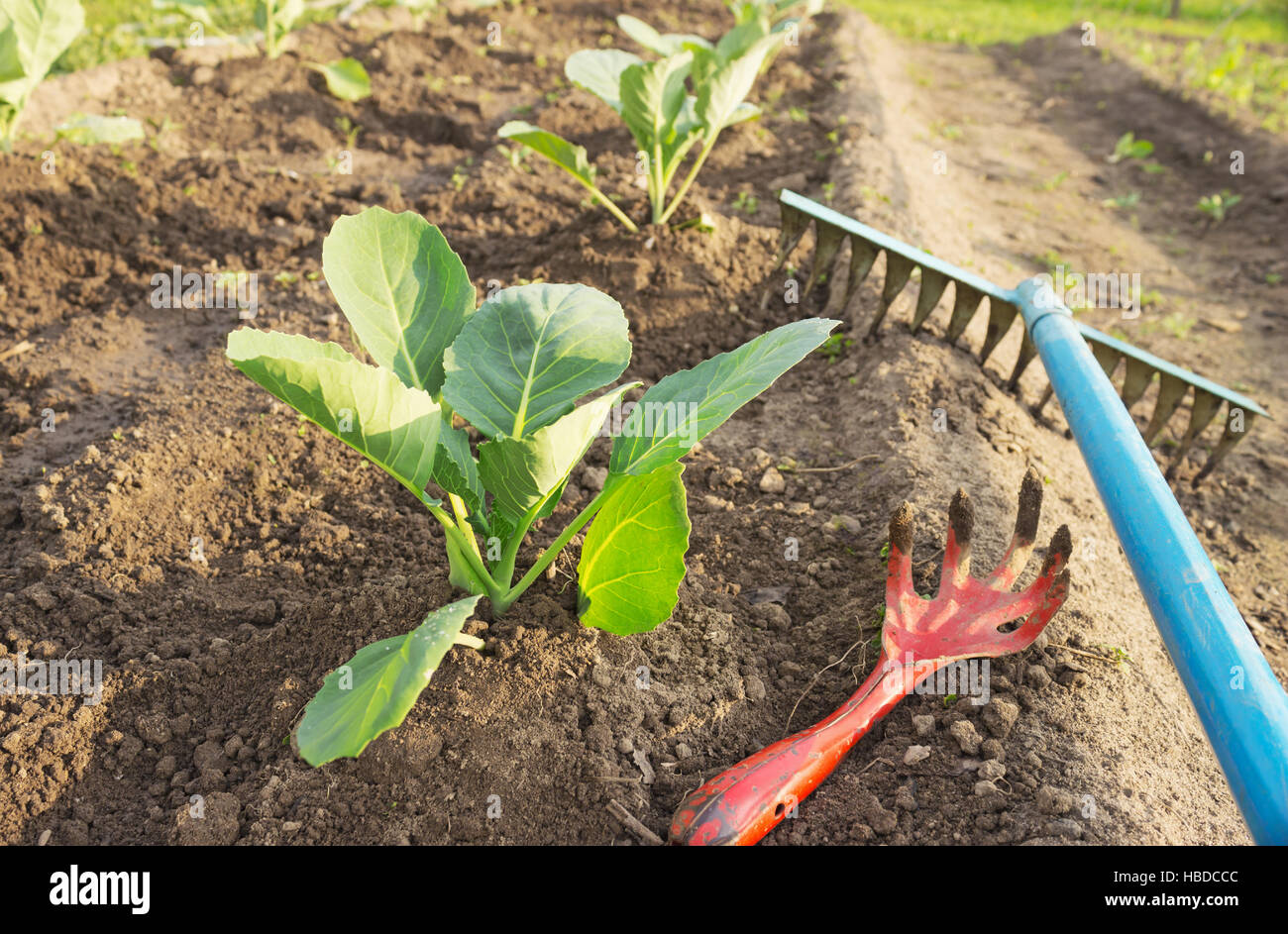 Young cabbage and garden tools Stock Photo - Alamy